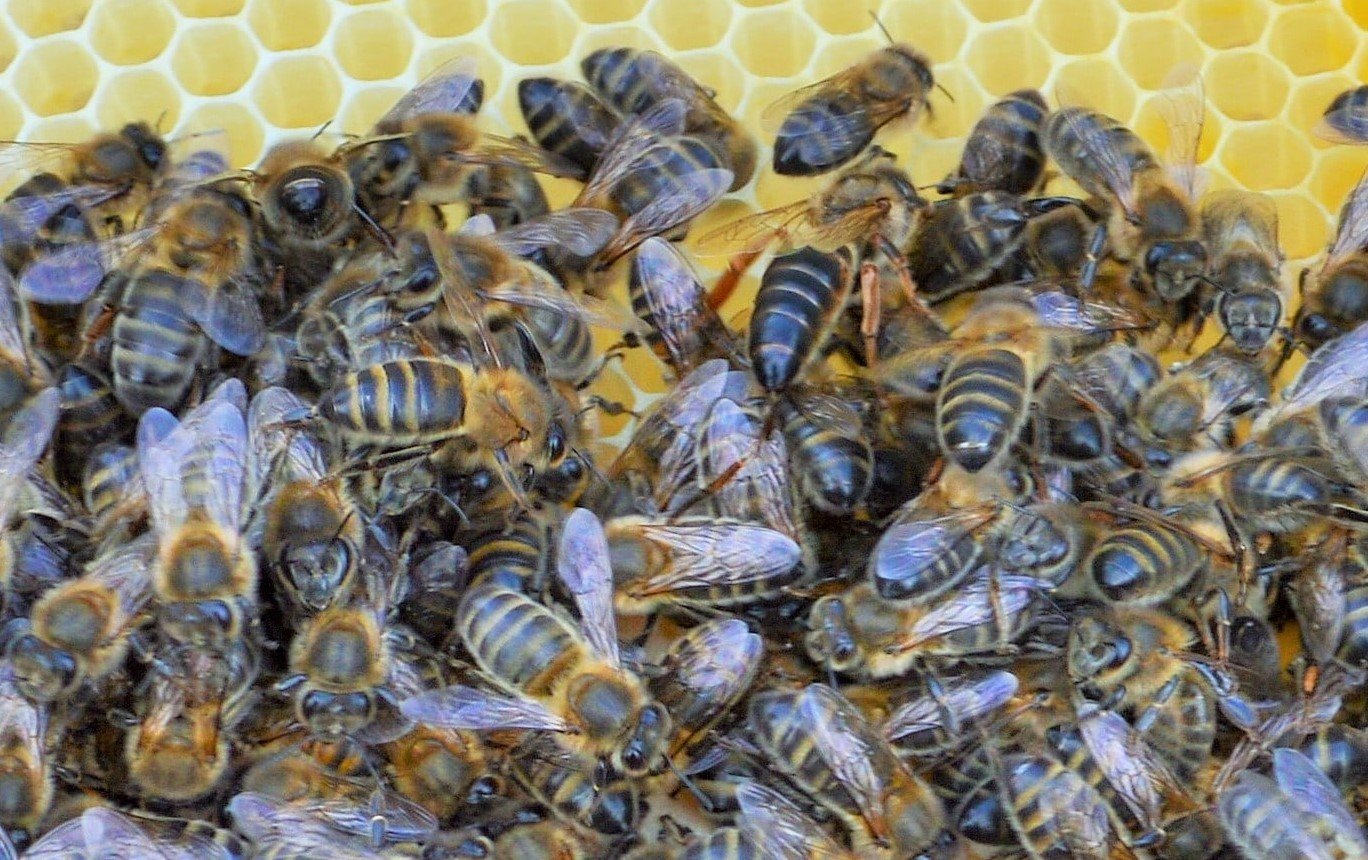 Bee Breeding – Why do I put Characteristics before Ancestry?